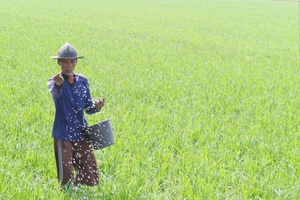 Tebus Pupuk Subsidi Pakai KTP, Ini Respon Dinas Pertanian Pati – Samin News